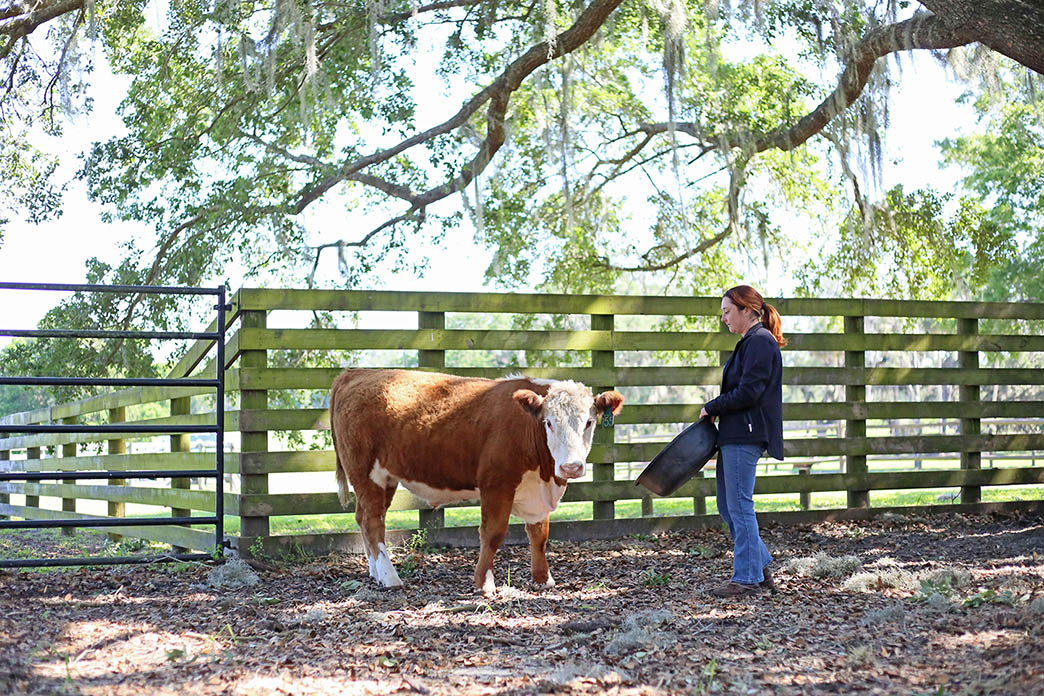 Livestock Production Management at the College Of Central Florida